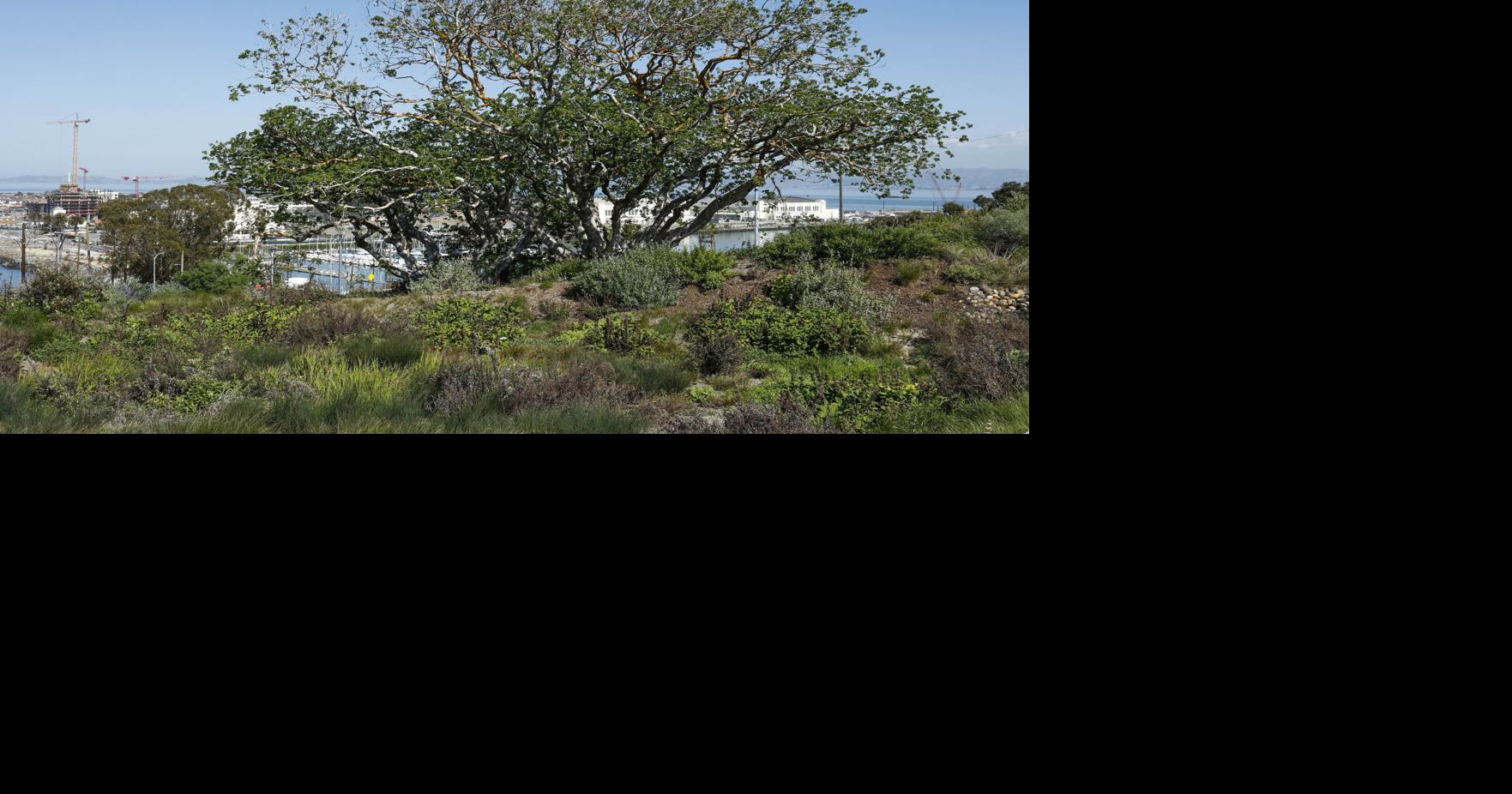California Buckeye Tree on Yerba Buena Island | | sfexaminer.com