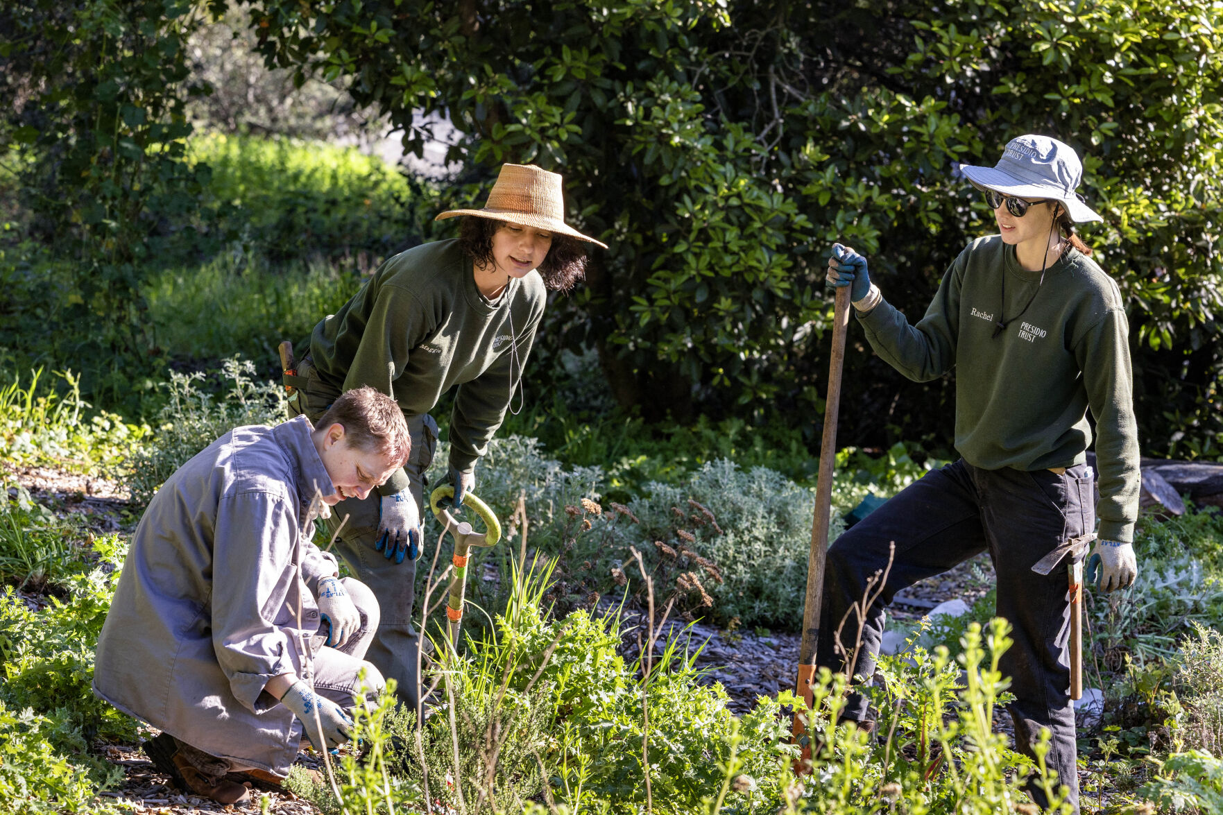 The team of ecologists that keep the Presidio beautiful | Community ...