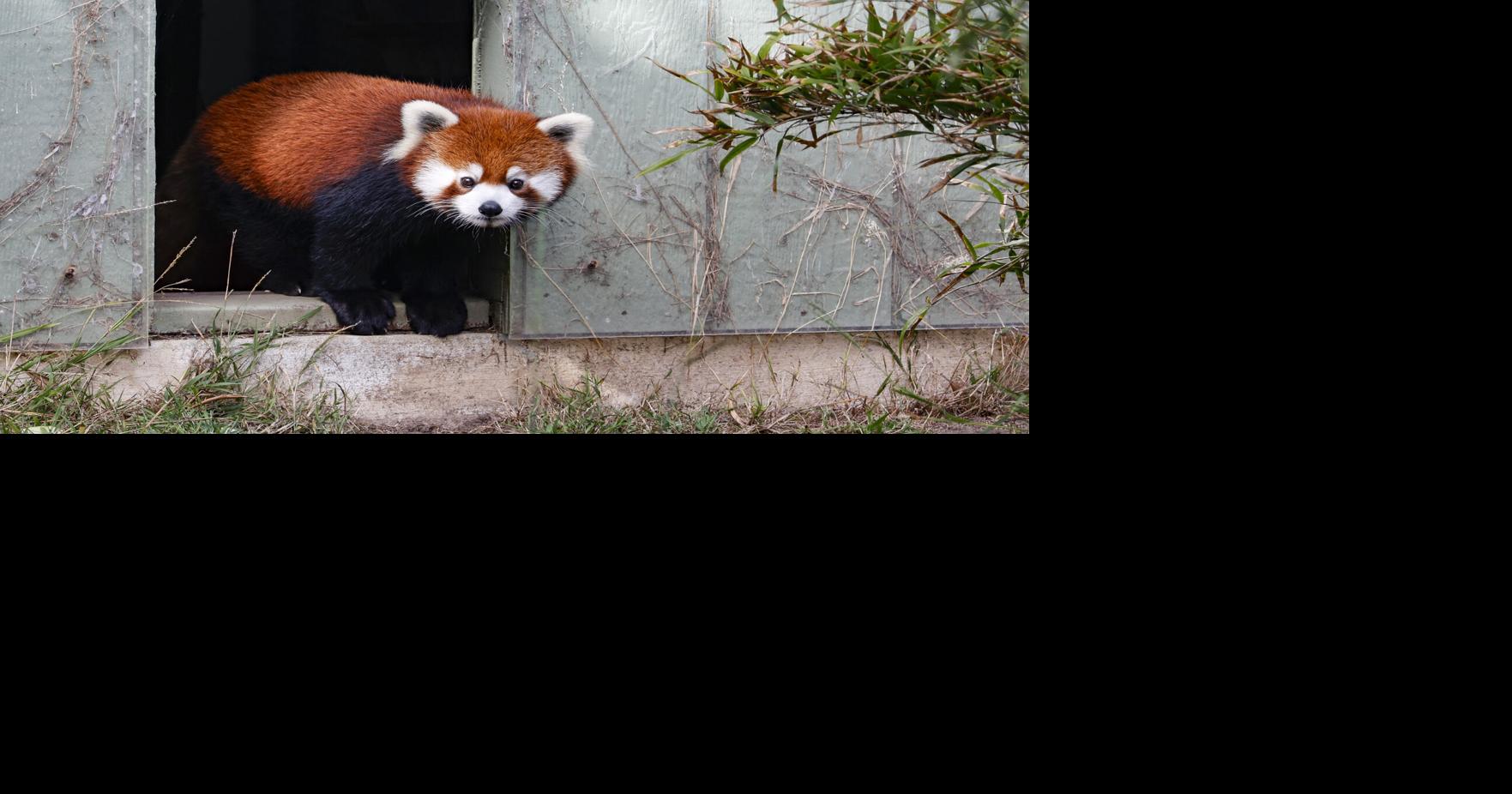 San Francisco Zoo red panda gallery: Meet year-old Mebo | The City ...