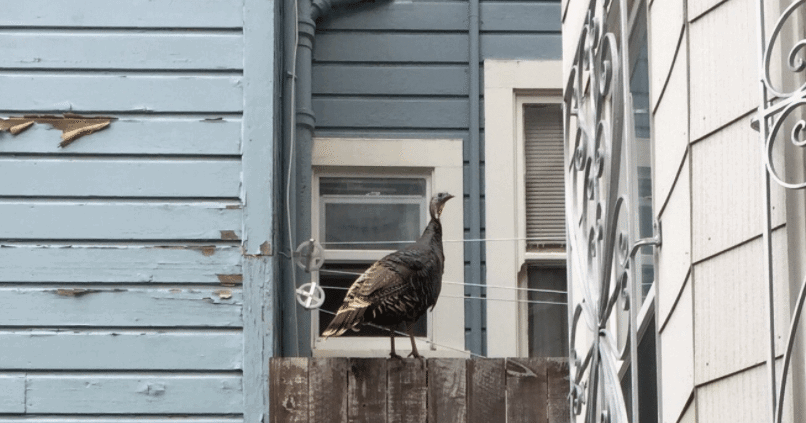 Wild turkeys spotted roaming in SF | San Francisco News | sfexaminer.com