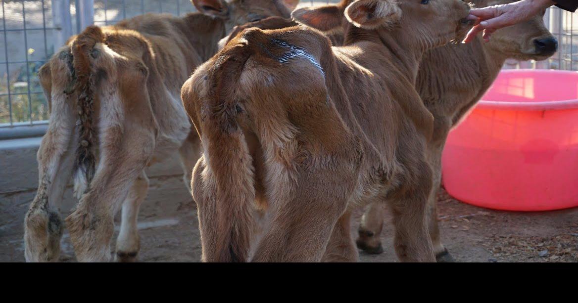 Dozens of starved animals rescued from horrific conditions in Monterey ...