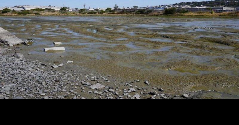 Crews prepare to clean up Bayview’s Yosemite Slough | San Francisco ...