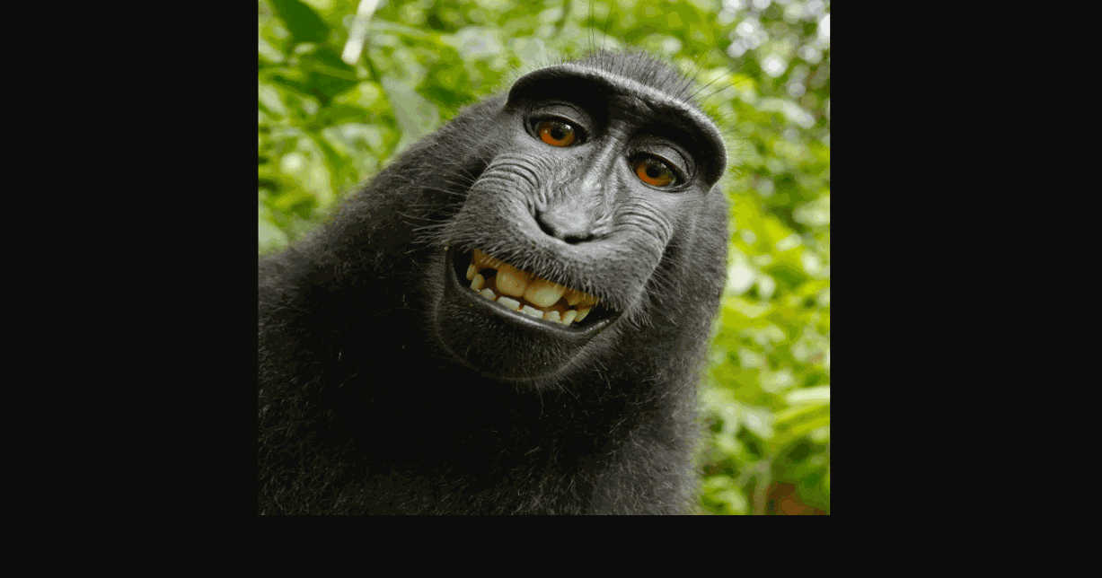 Say cheese! Monkey selfie case back in SF federal court for appeal ...