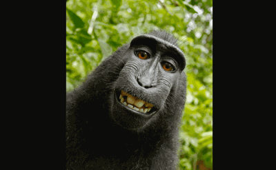 monkey on back saying