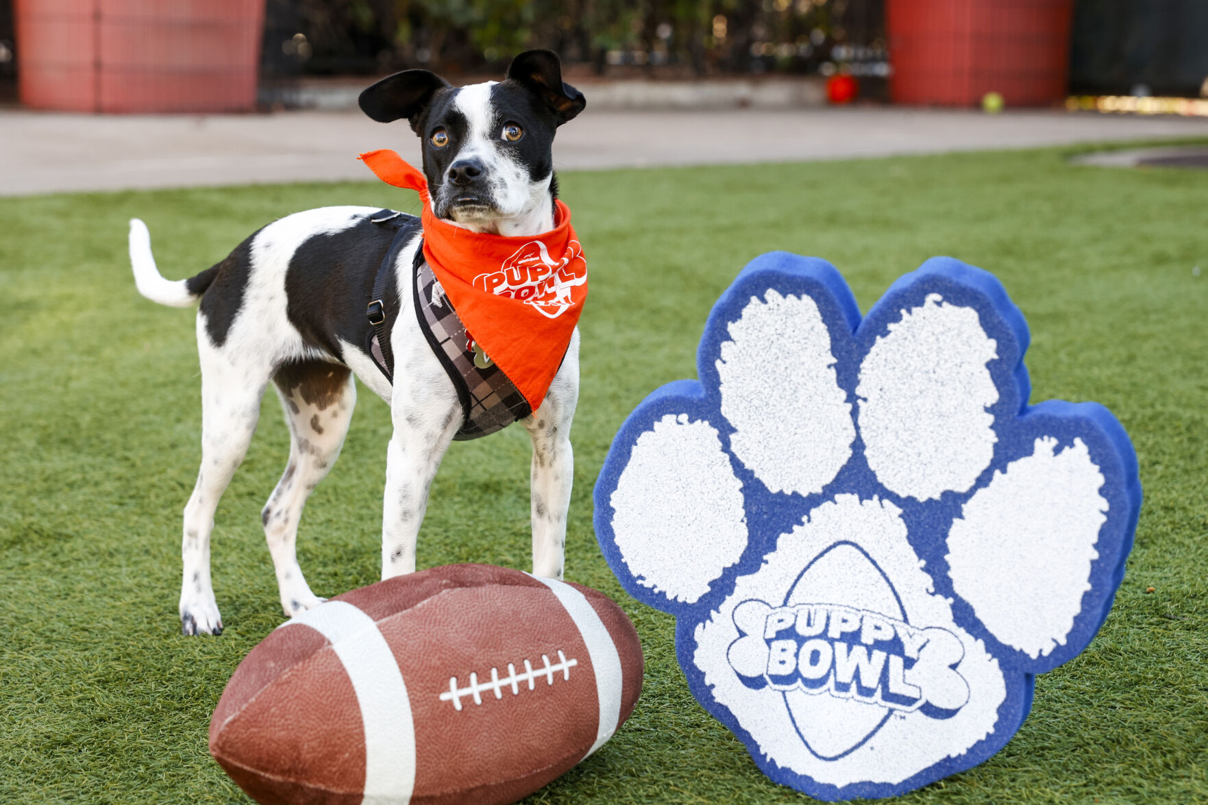 SF SPCA proud to send one of its own to 21st Puppy Bowl | The City ...