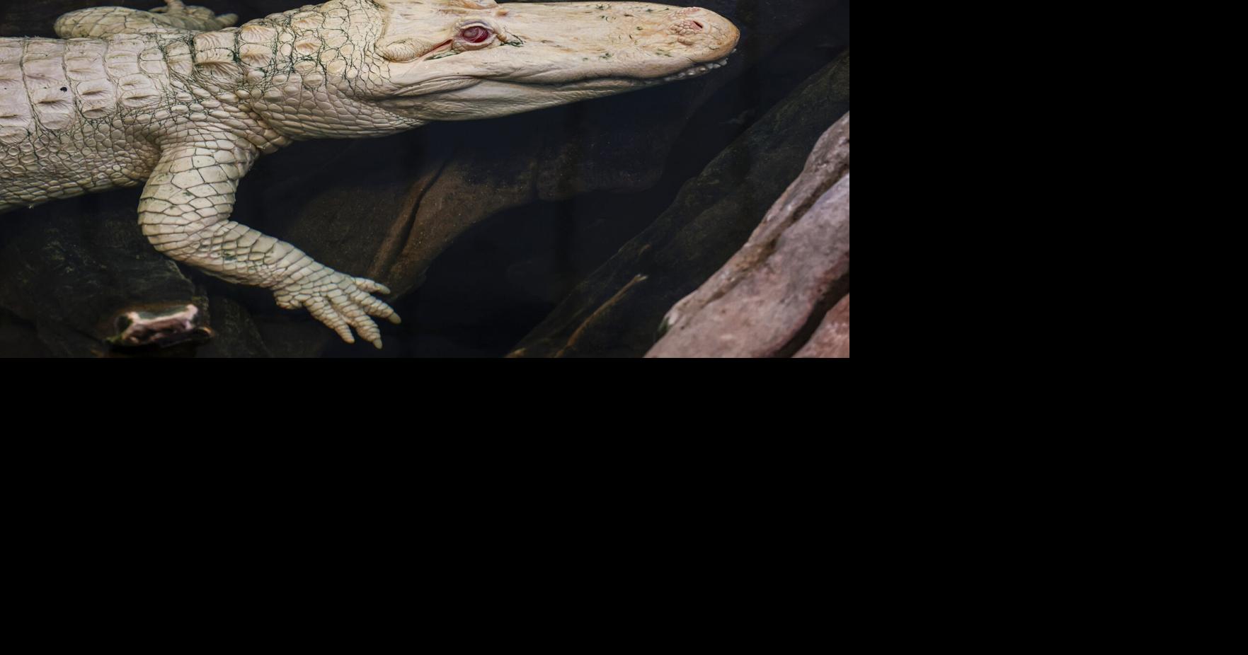 SF museum celebrates the life of the albino alligator Claude | Museums ...