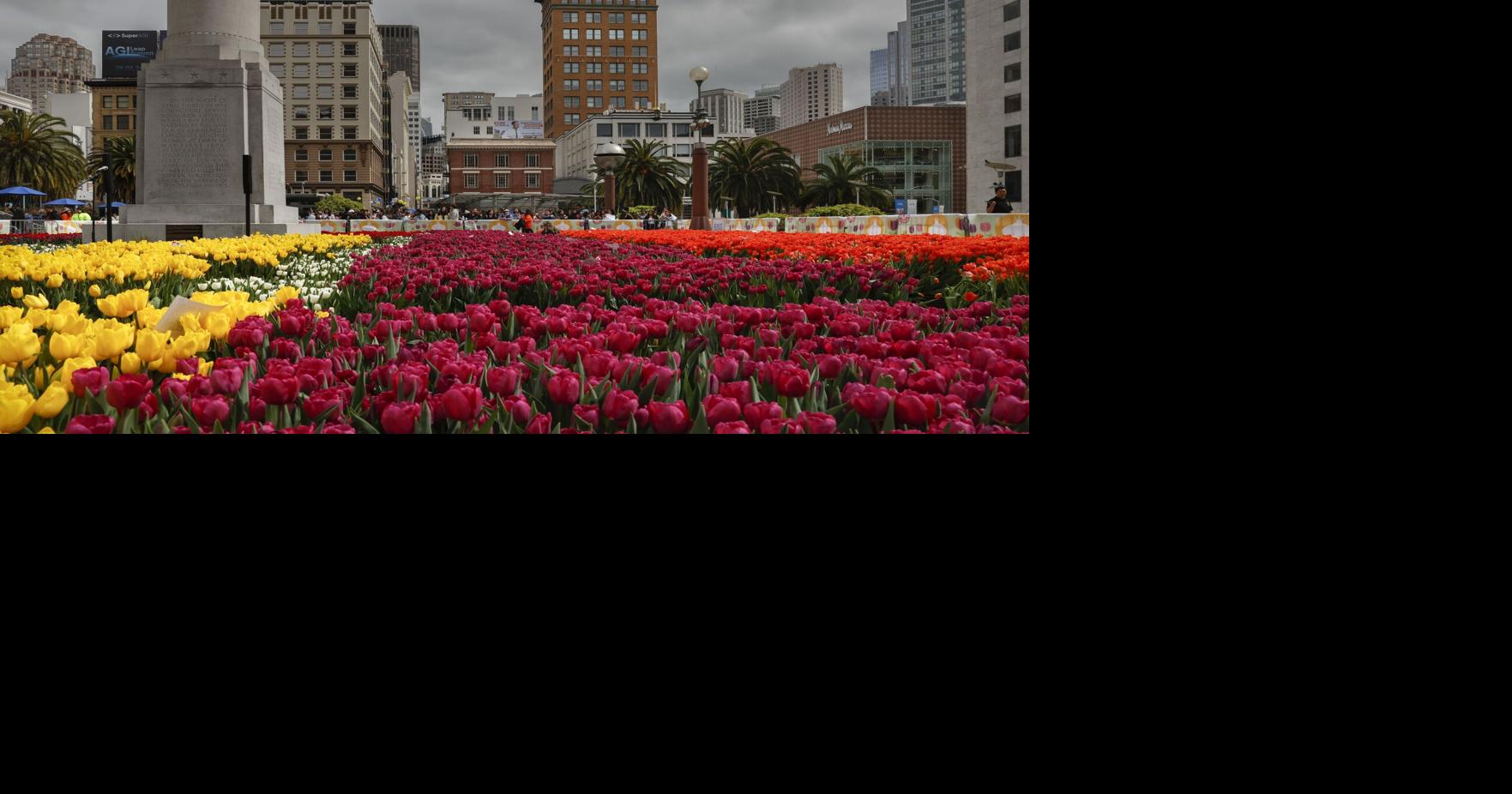 Giving away 80,000 tulips in Union Square is a big job | The City ...