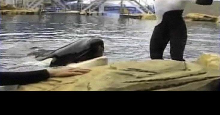 SeaWorld case goes before appellate court | San Francisco News ...