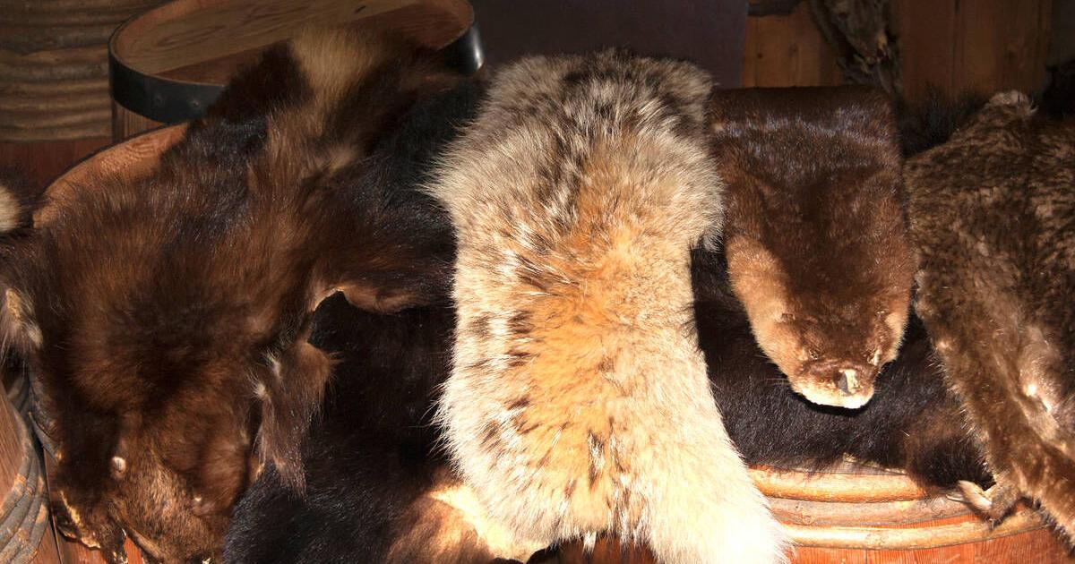 California becomes first state to ban fur trapping | San Francisco News ...