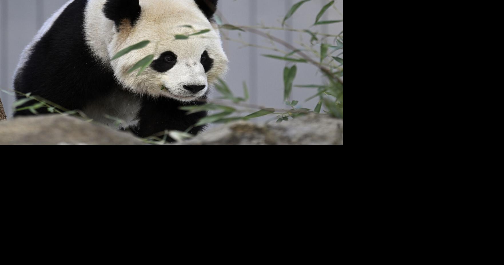 Apply now to manage giant pandas possibly coming to SF Zoo | The City ...