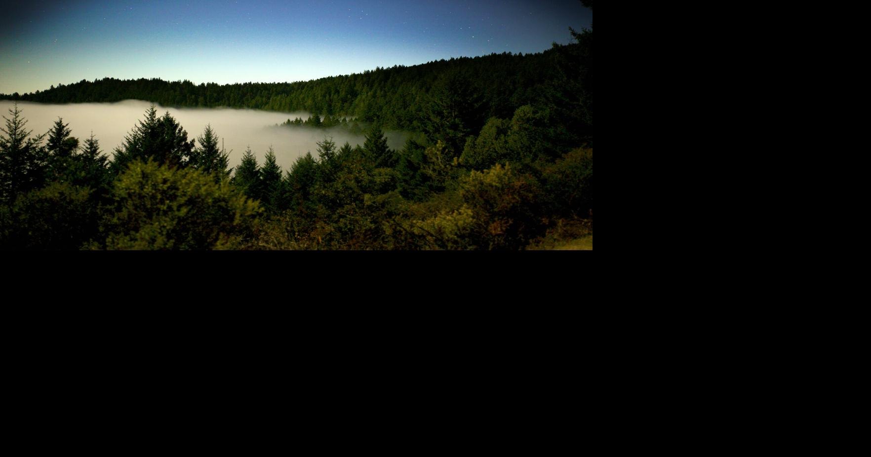 Why Trump logging push applies to forests not national parks | Climate ...