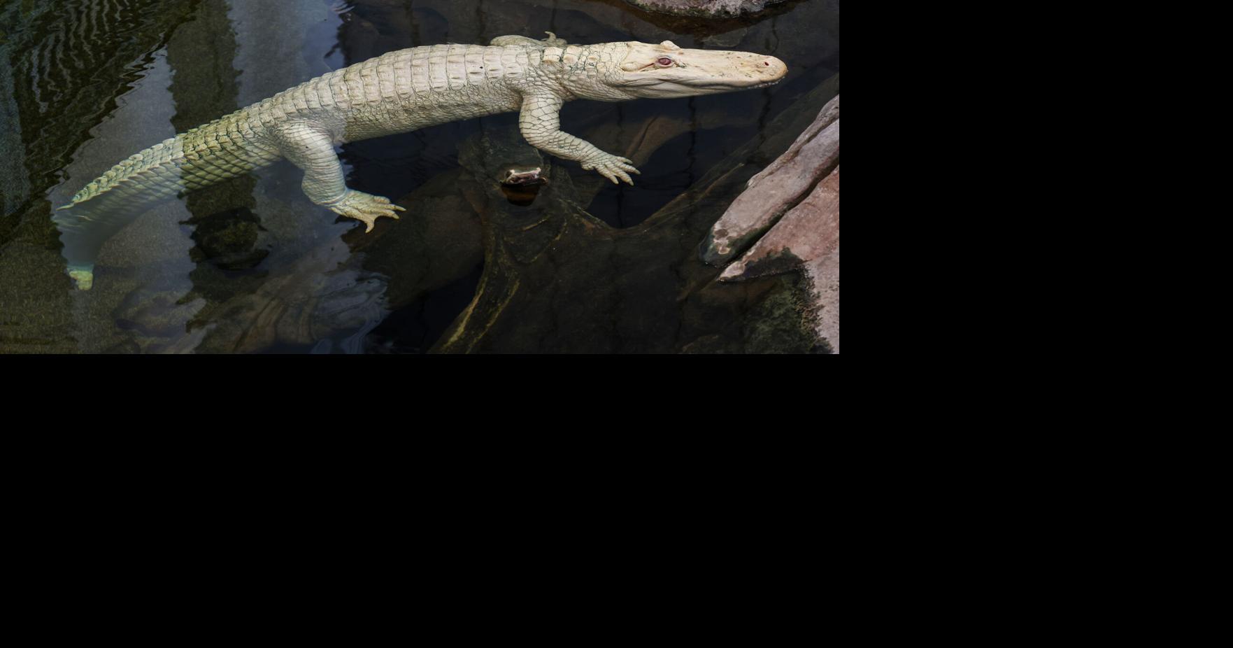 alligator albinos