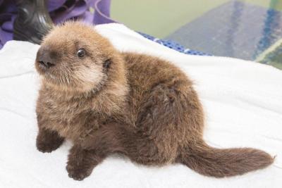 otter pups