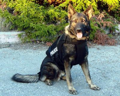 SFPD K-9 units to receive bulletproof vests, wearable trauma kits | San ...