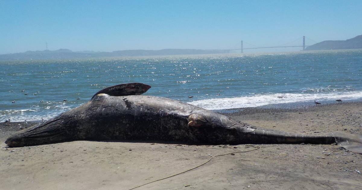Three more whales found dead in San Francisco Bay | San Francisco News ...