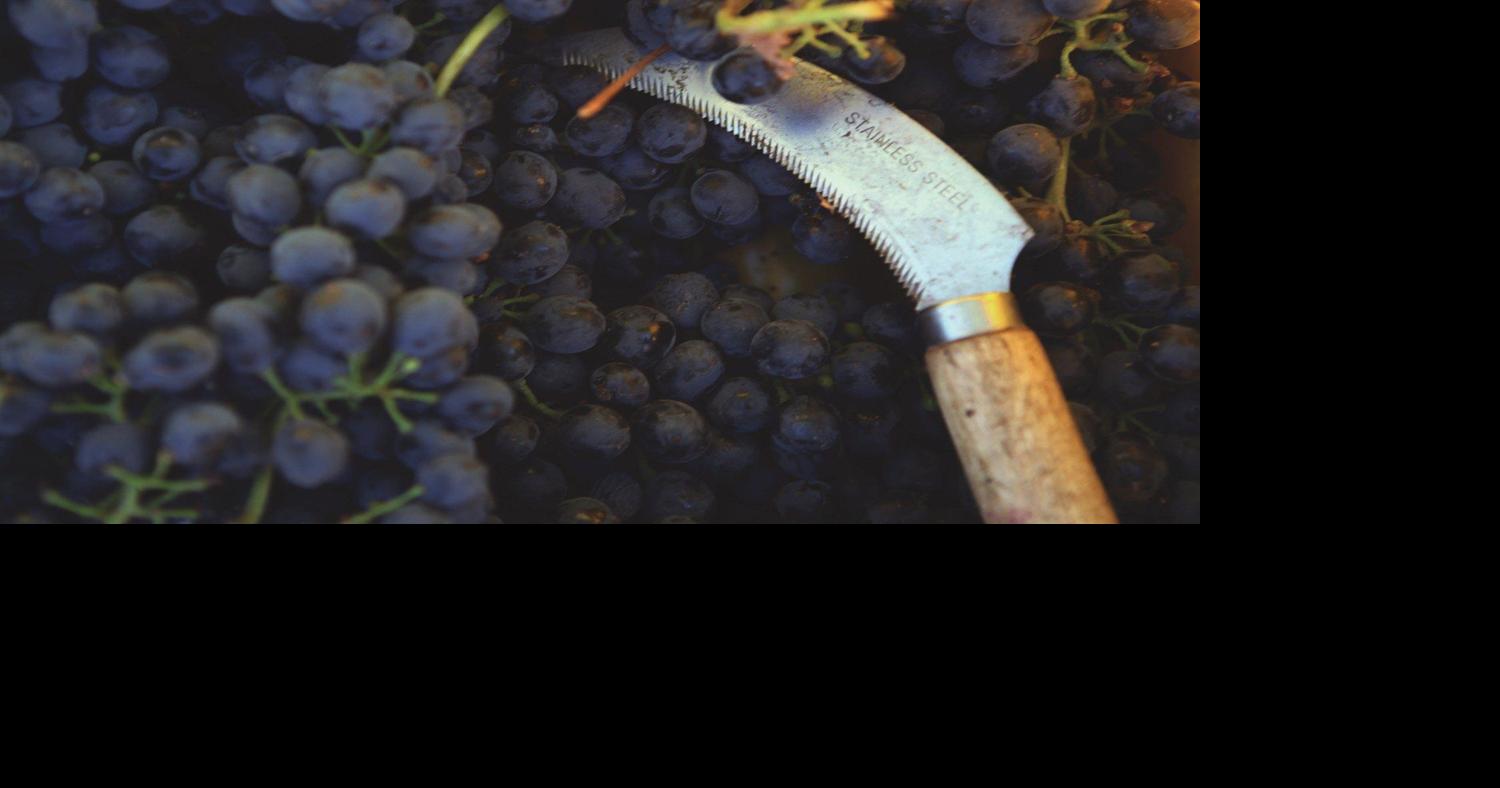 Expanding tasting horizons beyond the 93 percent prime grape varieties ...