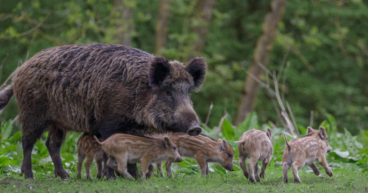 California city hires trapper to catch rampaging wild pigs | San ...