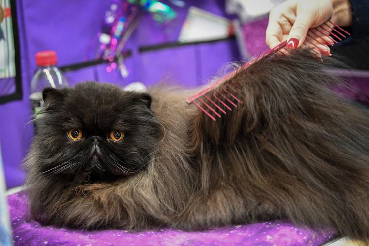 Cat Extravaganza! | | sfexaminer.com