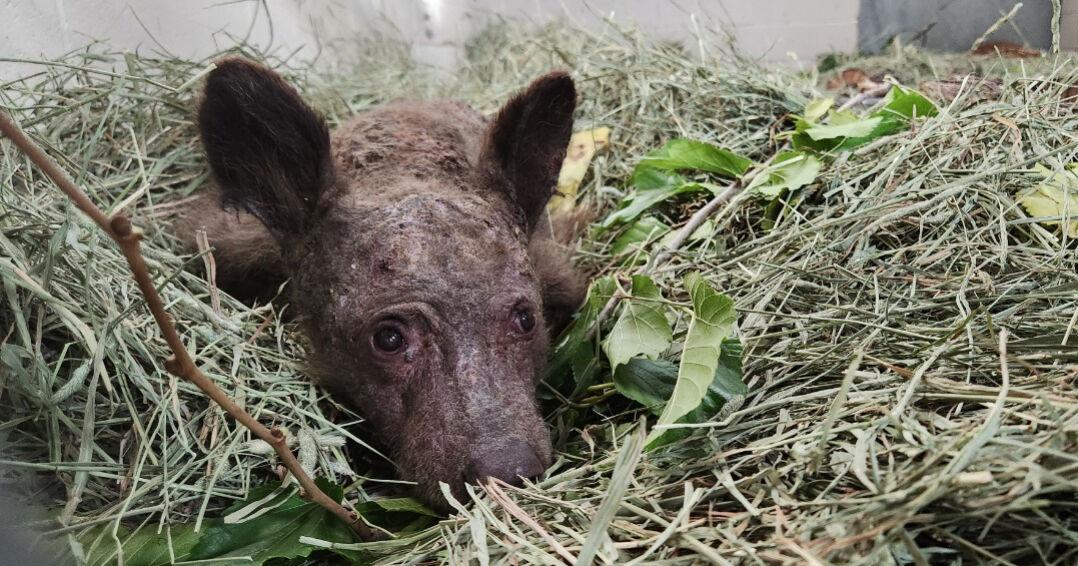 Sick and injured bear cub euthanized at Oakland Zoo | Findings ...