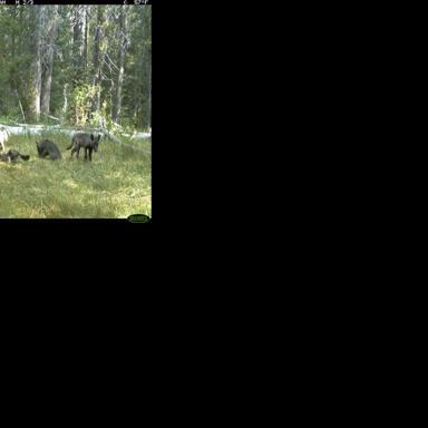 First wolf pack in decades spotted in Northern California | San ...