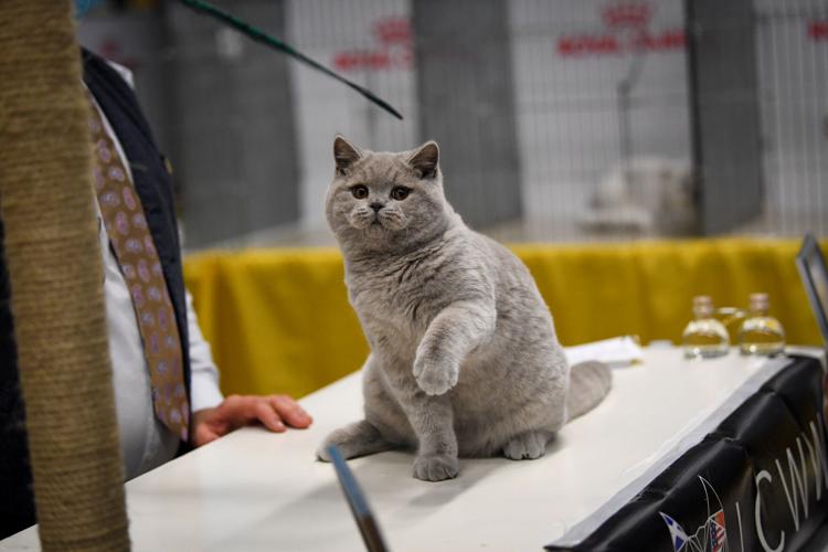 Cat Extravaganza! | | sfexaminer.com