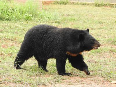 asiatic black bear attack