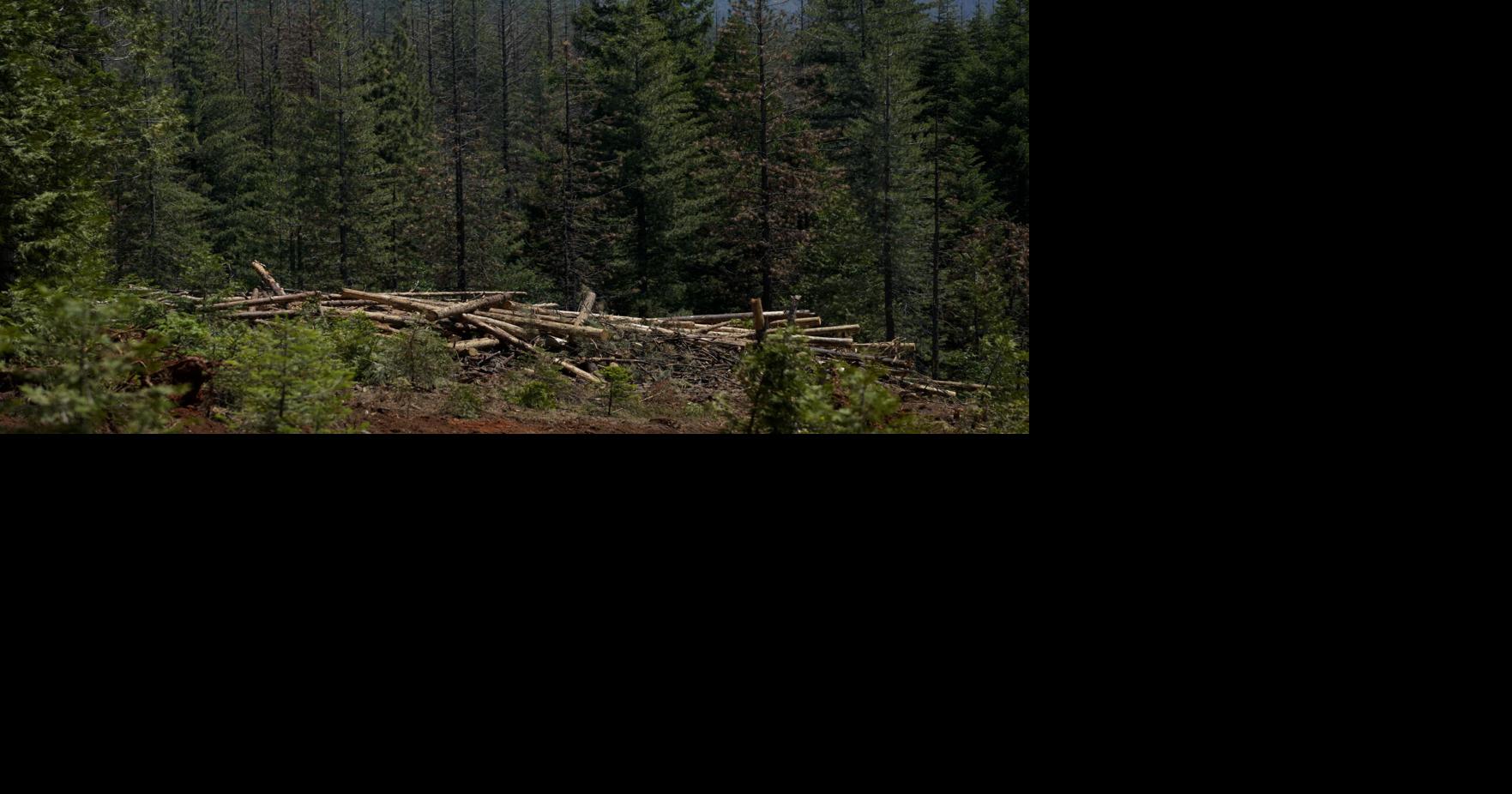 What Trump logging push means for California wildfire risk | Climate ...