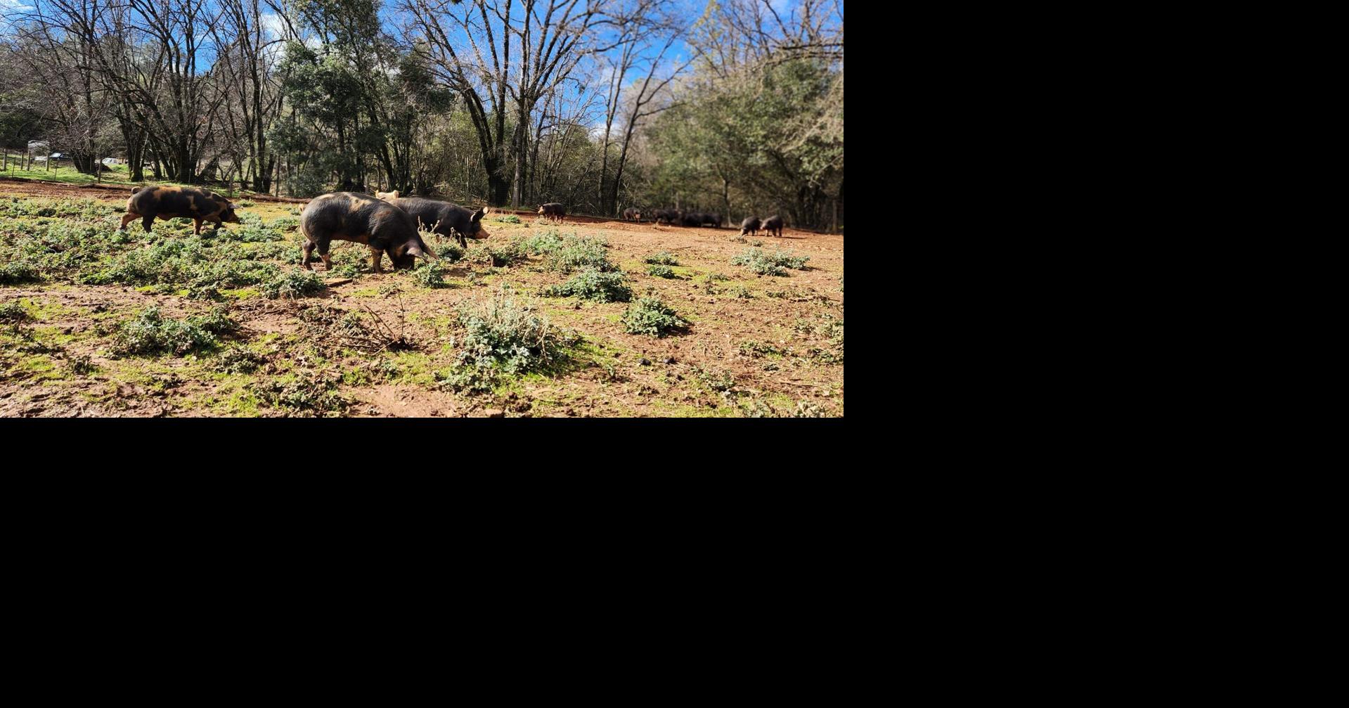 GOP Congress pushes to undo California pig-farming rules | The City ...