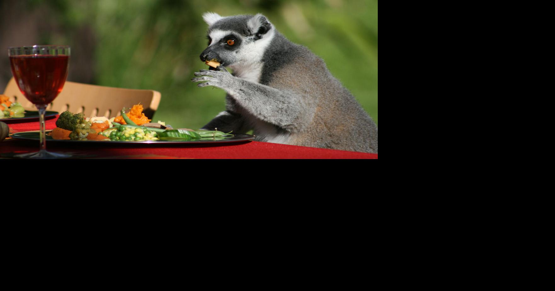 San Francisco Zoo animals' Thanksgiving meal might top yours | The City ...