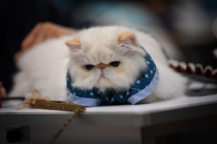 Cat Extravaganza! | | sfexaminer.com