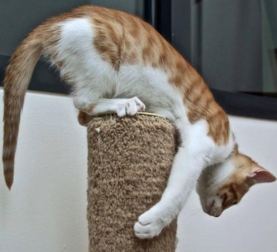 Use positive signals to calm an unsettled dog | Archives | sfexaminer.com