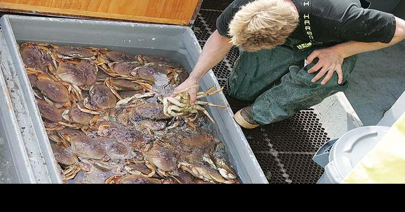 Toxic Dungeness crabs inspire climate change action | San Francisco ...