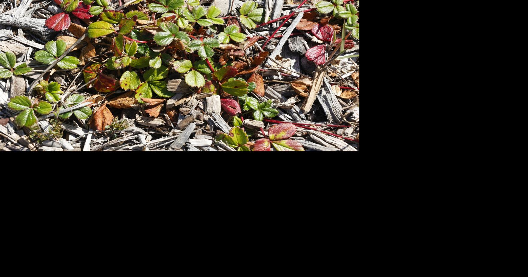 Dune native strawberry on Yerba Buena Island | | sfexaminer.com