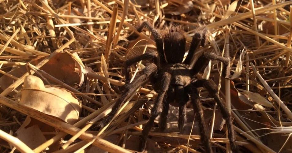Bay Area tarantula migration peaks in time for spooky season | Findings ...