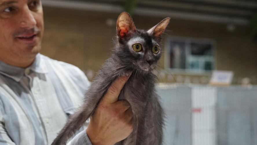 Cat Extravaganza! | | sfexaminer.com