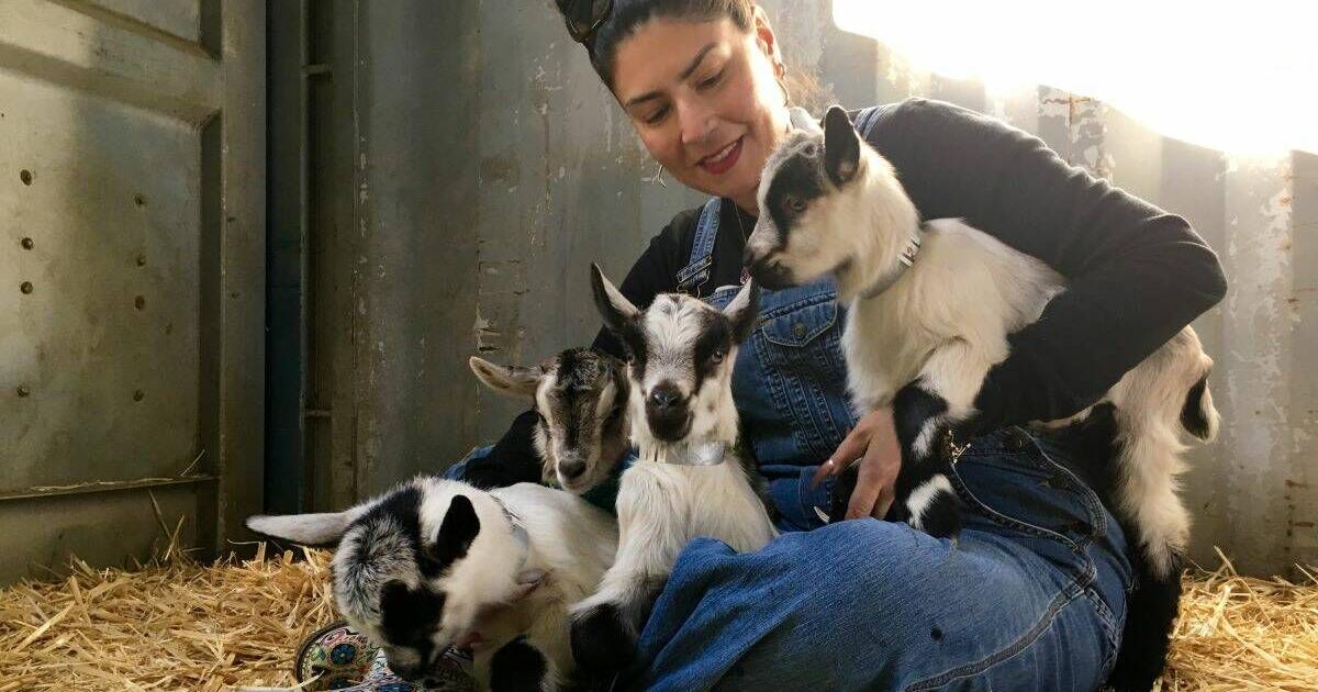 San Francisco’s rental goats munch their way to social media stardom ...
