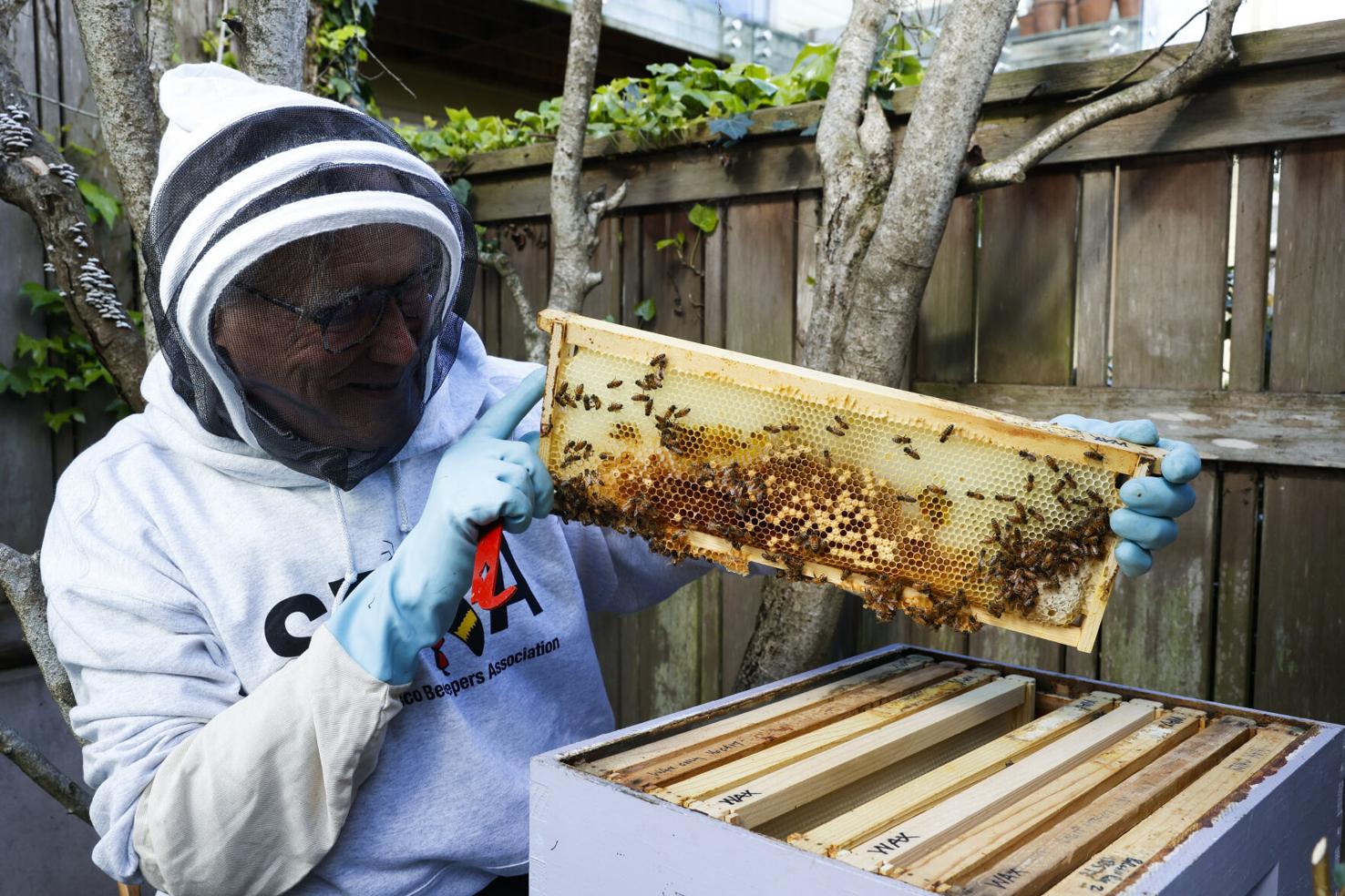 Urban beekeeping in San Francisco: conservation and honey | Culture ...