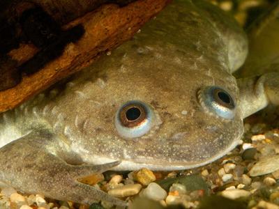 Frog Invasion! | Archives | sfweekly.com