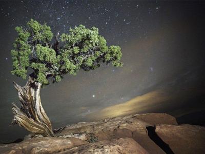 Sculpted Poems, Irradiated Trees | Art | sfweekly.com