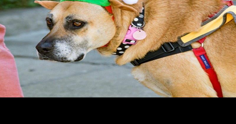 Adopt This Homeless Animal: Sammi the Dog | Archives | sfweekly.com