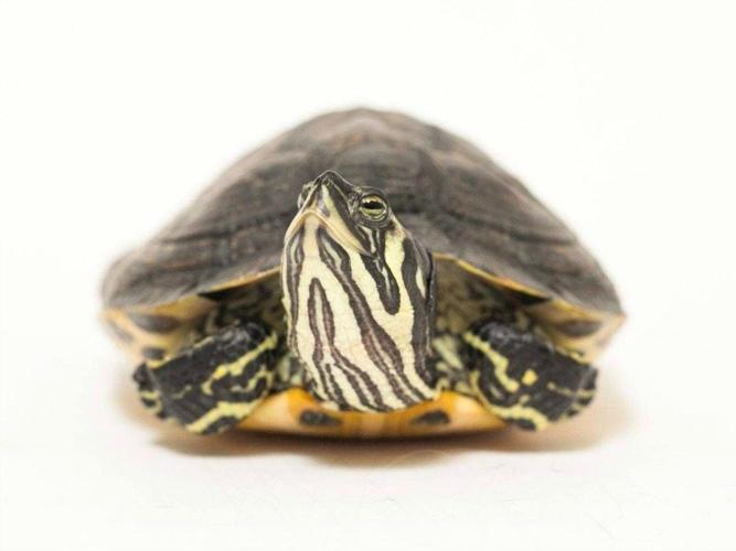 Adopt This Homeless Animal: Bubba the Turtle | Archives | sfweekly.com