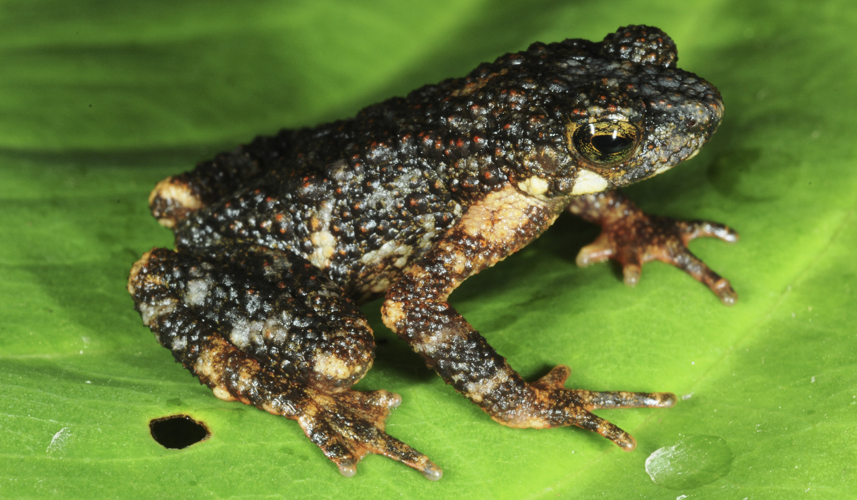 CA Academy of Sciences announces new species found in 2022 | News ...