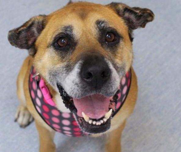 Adopt This Homeless Animal: Sammi the Dog | Archives | sfweekly.com