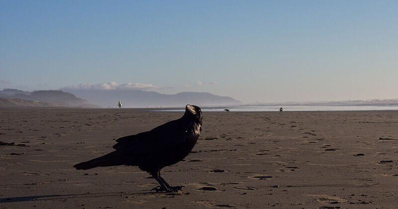 Crow Population on the Rise in Bay Area | Archives | sfweekly.com