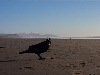Crow Population on the Rise in Bay Area | Archives | sfweekly.com