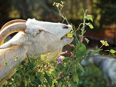 goats clearing brush