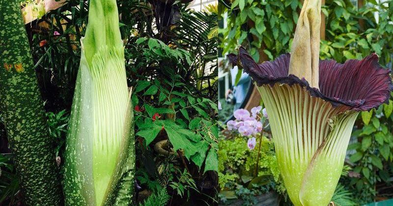 Giant Corpse Blossom About to Bloom at the Conservatory of Flowers ...
