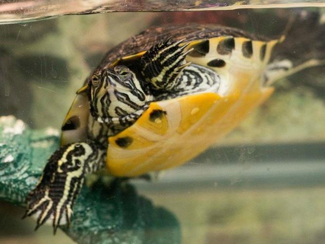 Adopt This Homeless Animal: Bubba the Turtle | Archives | sfweekly.com