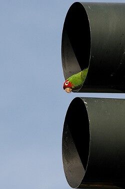 Photo of the Day: Coit Tower Parrots | Archives | sfweekly.com