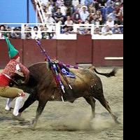 Running of the Bulls and La Tomatina Descend on the Bay Area | Archives ...